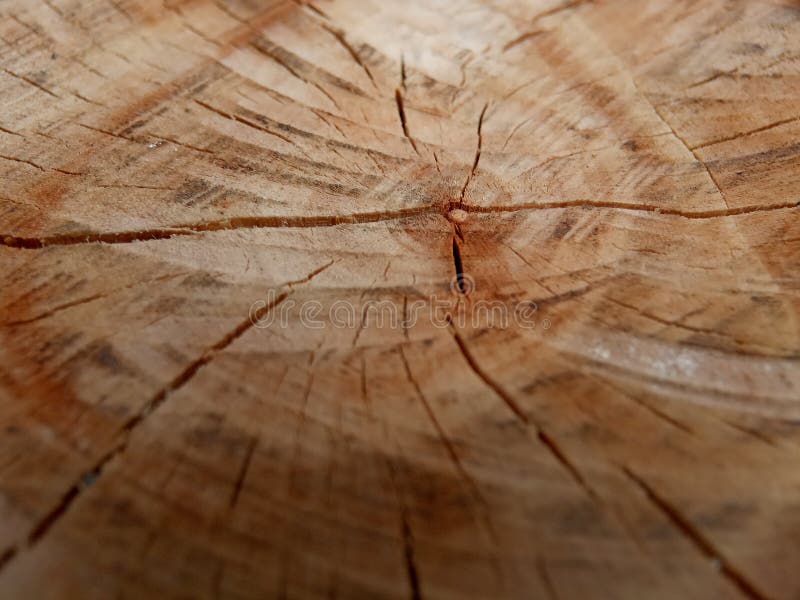 Flat Lay, Inside of Tree, Background for Your Element Design Stock ...