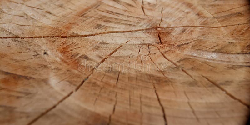 Flat Lay, Inside of Tree, Background for Your Element Design Stock ...