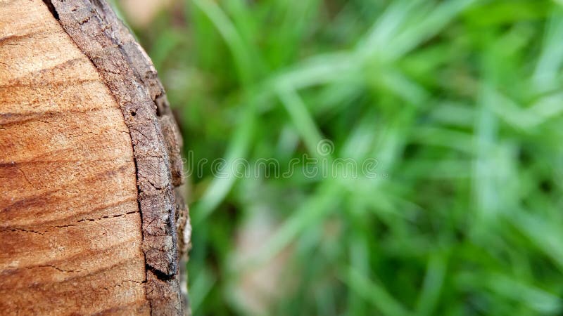 Flat Lay, Inside of Tree, Background for Your Element Design Stock ...
