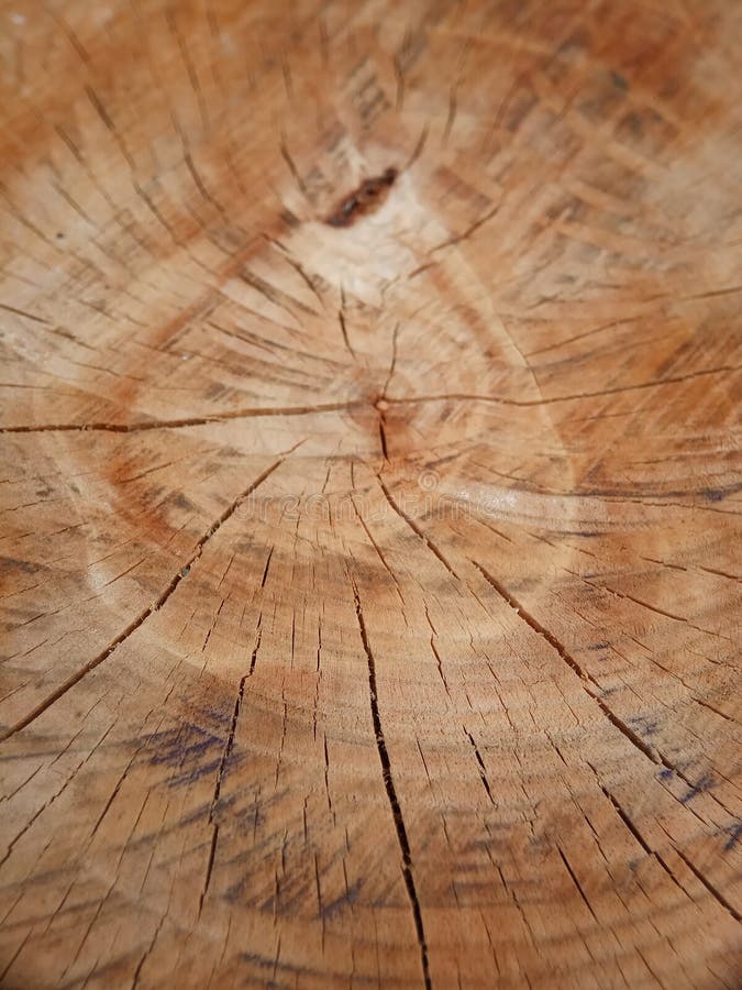 Flat Lay, Inside of Tree, Background for Your Element Design Stock ...