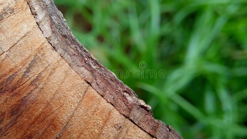 Flat Lay, Inside of Tree, Background for Your Element Design Stock ...