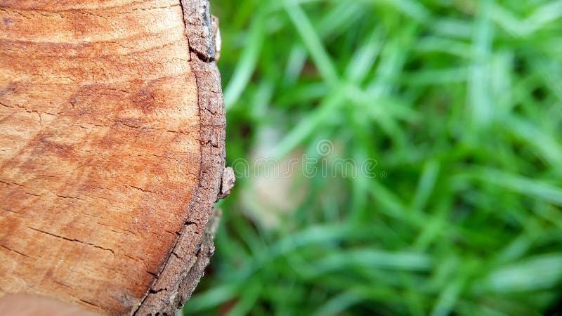 Flat Lay, Inside of Tree, Background for Your Element Design Stock ...