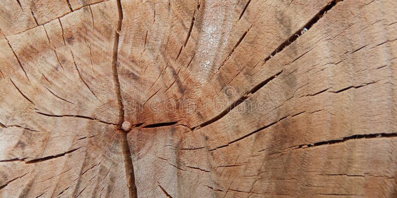 Flat Lay, Inside of Tree, Background for Your Element Design Stock ...