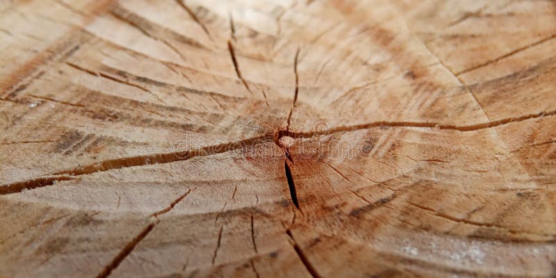 Flat Lay, Inside of Tree, Background for Your Element Design Stock ...