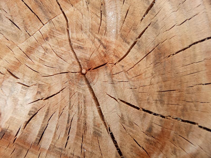 Flat Lay, Inside of Tree, Background for Your Element Design Stock ...