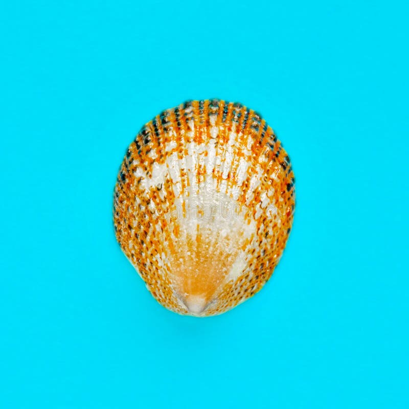 Flat Lay Isolated Image of a Coastal Seashell on a Blue Backgrou Stock ...
