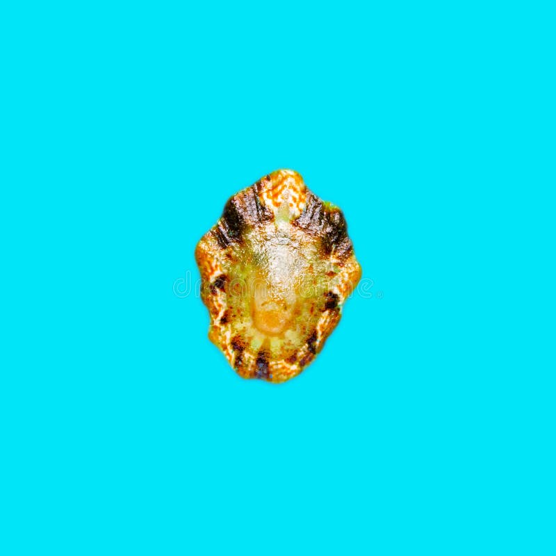 Flat Lay Isolated Image of a Coastal Seashell on a Blue Background ...