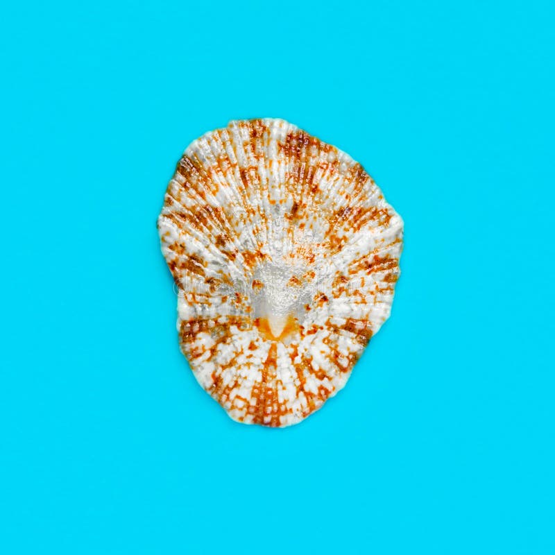 Flat Lay Isolated Image of a Coastal Seashell on a Blue Background ...