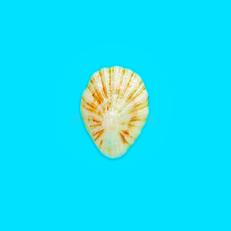 Flat Lay Isolated Image of a Coastal Seashell on a Blue Background ...