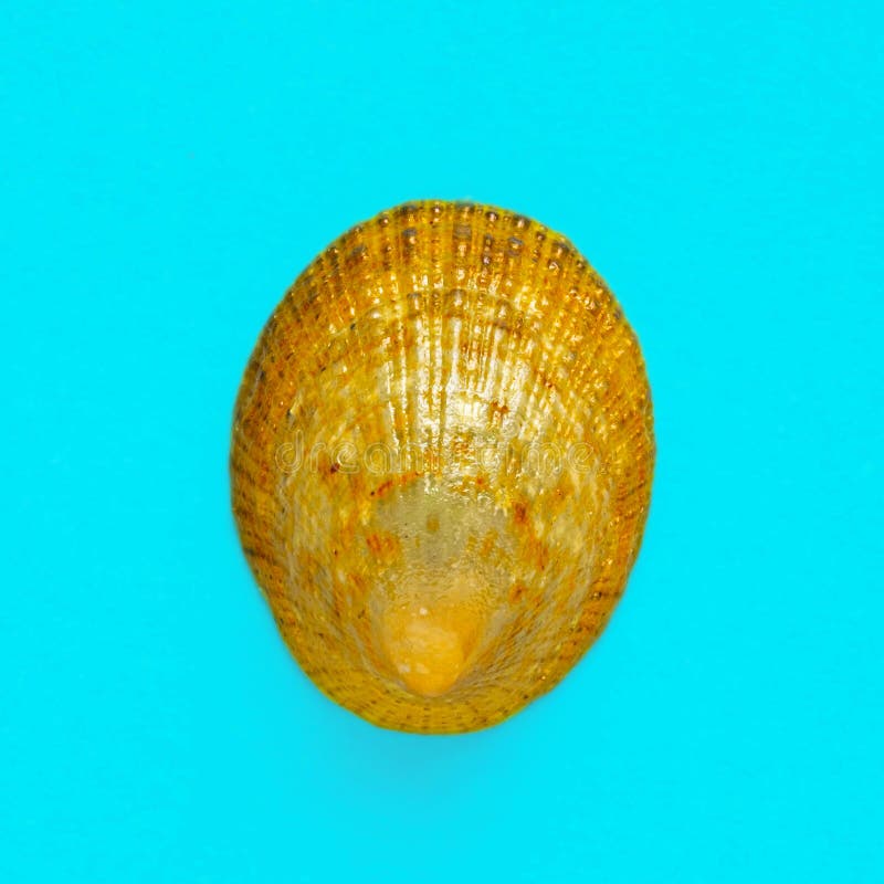 Flat Lay Isolated Image of a Coastal Seashell on a Blue Background ...