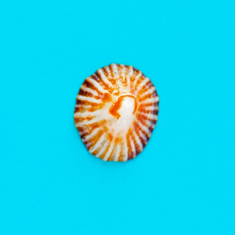 Flat Lay Isolated Image of a Coastal Seashell on a Blue Background ...
