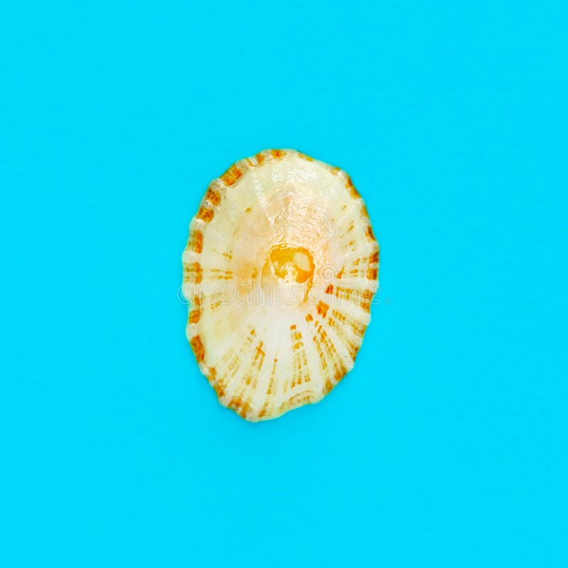 Flat Lay Isolated Image of a Coastal Seashell on a Blue Background ...