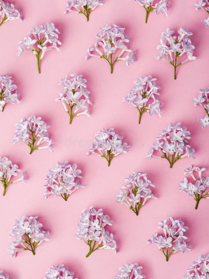 Lilac flower pattern stock photo. Image of flat, gift - 116292646