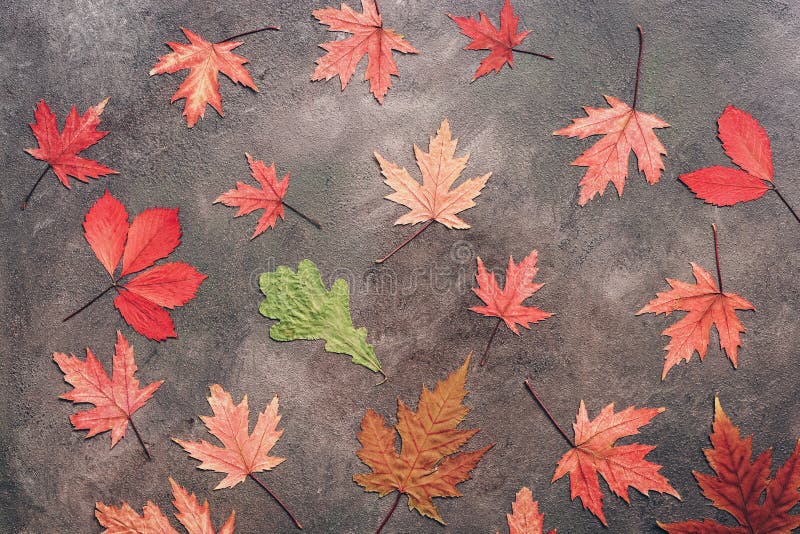 Flat Lay Multicolored Autumn Leaves. Creative Fall Layout Stock Photo ...