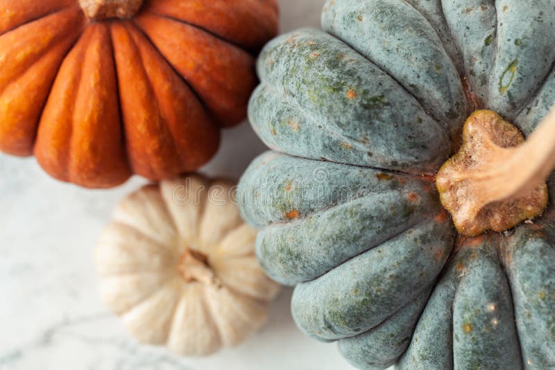 Flat Lay of Orange Grey and White Pumpkins on the White Background ...