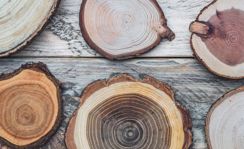 Flat Lay Picture of Tree Wood Log Slices Stock Image - Image of ...