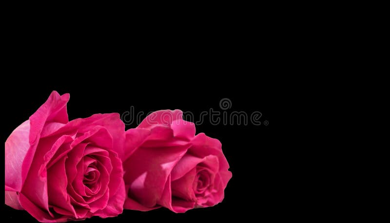 Flat Lay, Postcard for Death, Funeral. Beautiful Pink Roses Stock Image ...