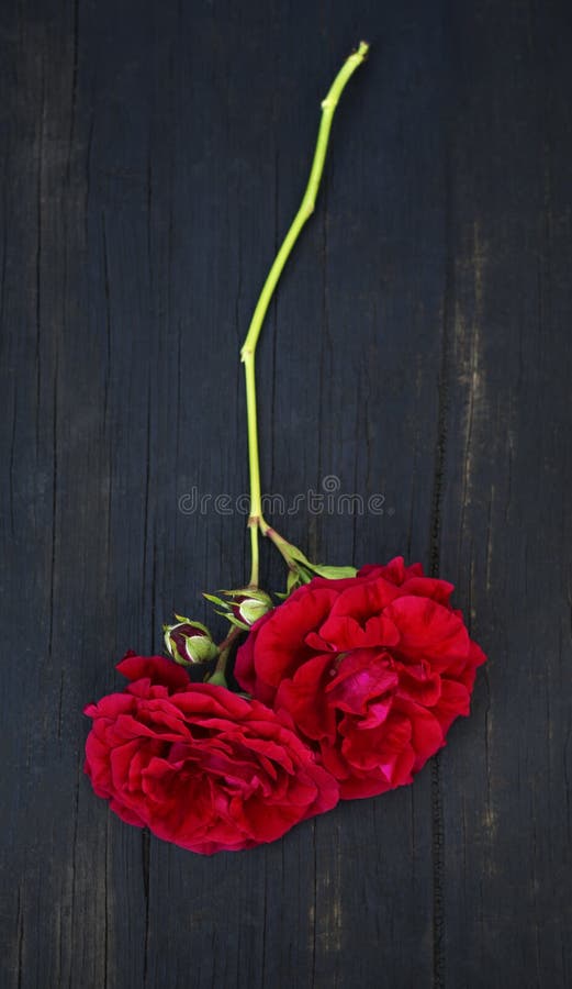 Flat Lay, a Red Rose on a Black Wooden Surface Stock Image - Image of ...