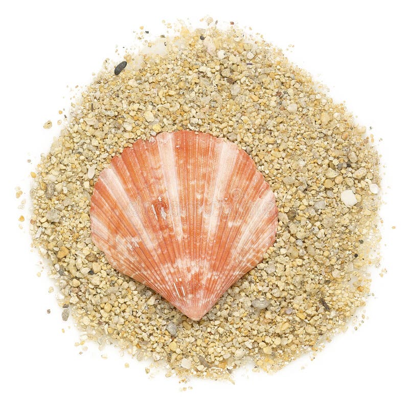 Sand with sea shell stock photo. Image of luxury, tropical - 286180862