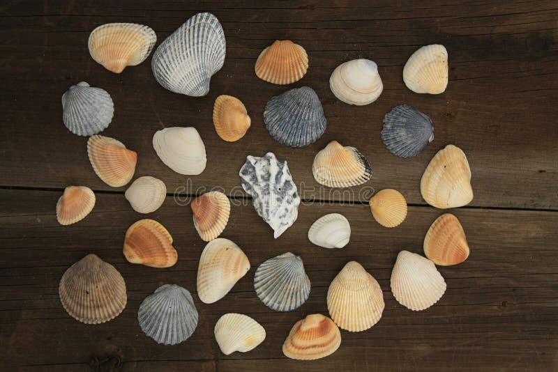 Flat Lay Sea Shells on Wooden Back Stock Photo - Image of decorations ...