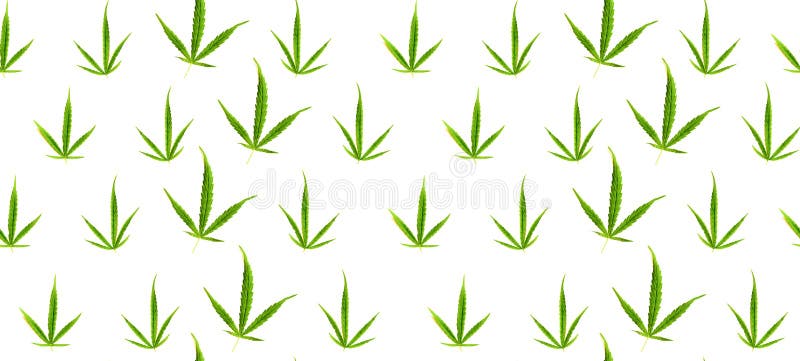 Flat Lay. Seamless Pattern of Fresh Green Weed Cannabis on White ...