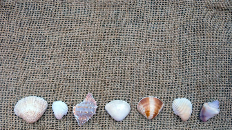 618 Seashells Row Stock Photos - Free & Royalty-Free Stock Photos from ...