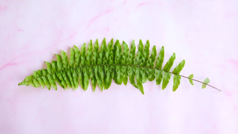 Flat Lay of a Single Fern Leaf Branch Stock Photo - Image of ...