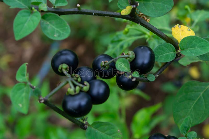 Flat Lay of Small Plants Around the House Stock Photo - Image of macro ...