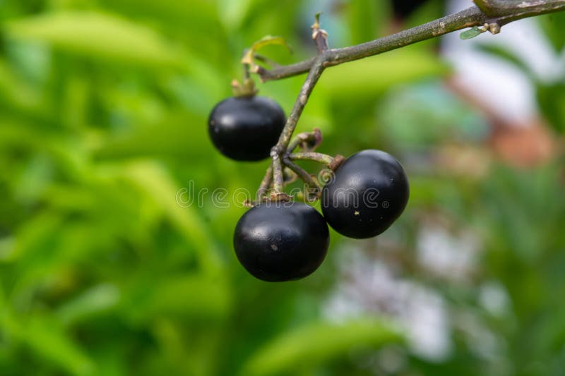 Flat Lay of Small Plants Around the House Stock Photo - Image of leaf ...