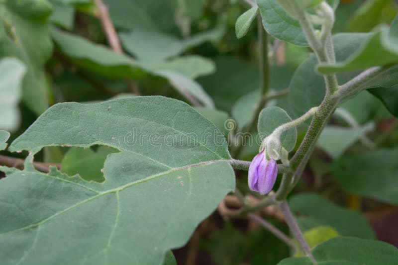 Flat Lay of Small Plants Around the House Stock Photo - Image of ...