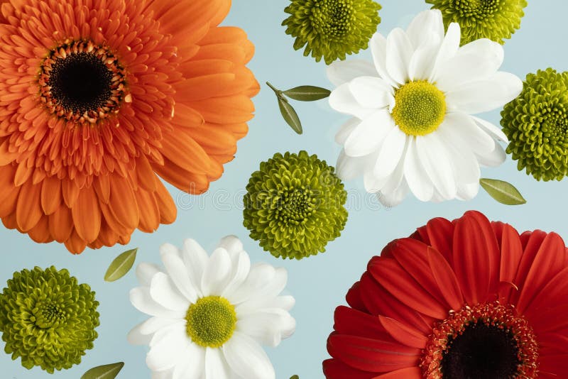 Flat Lay Spring Daisies Gerberas 2. High Quality Beautiful Photo ...
