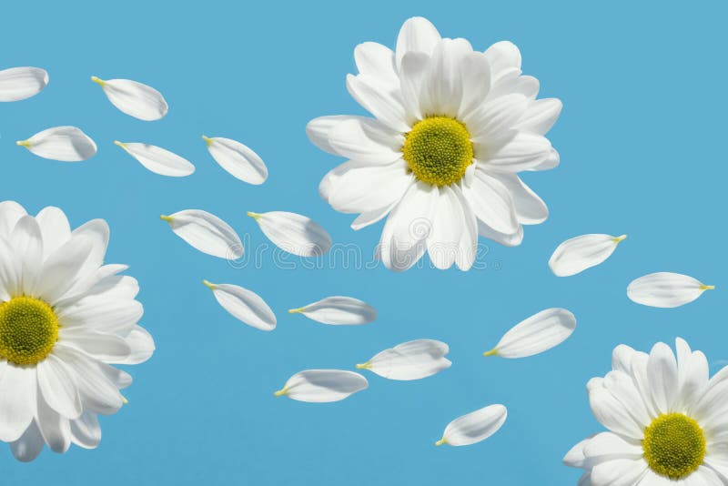 Flat Lay Spring Daisies with Petals. High Quality Beautiful Photo ...