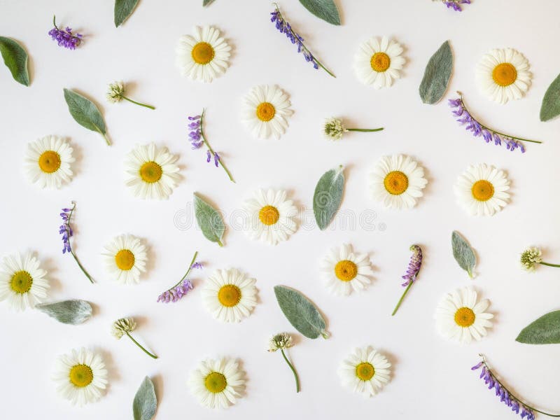 Flat Lay Spring and Summer Wild Flowers on a White Background. Flowers ...