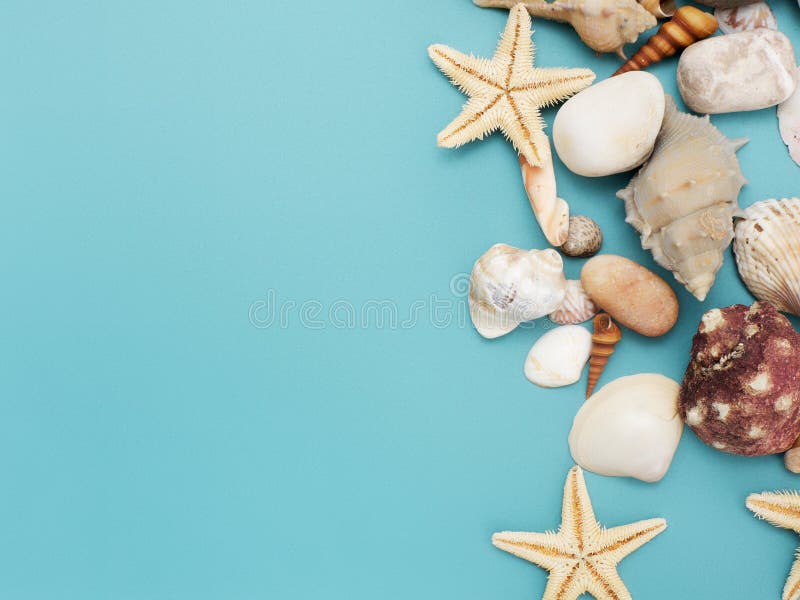 Frame of Shells of Various Kinds on a Blue Background Stock Image ...