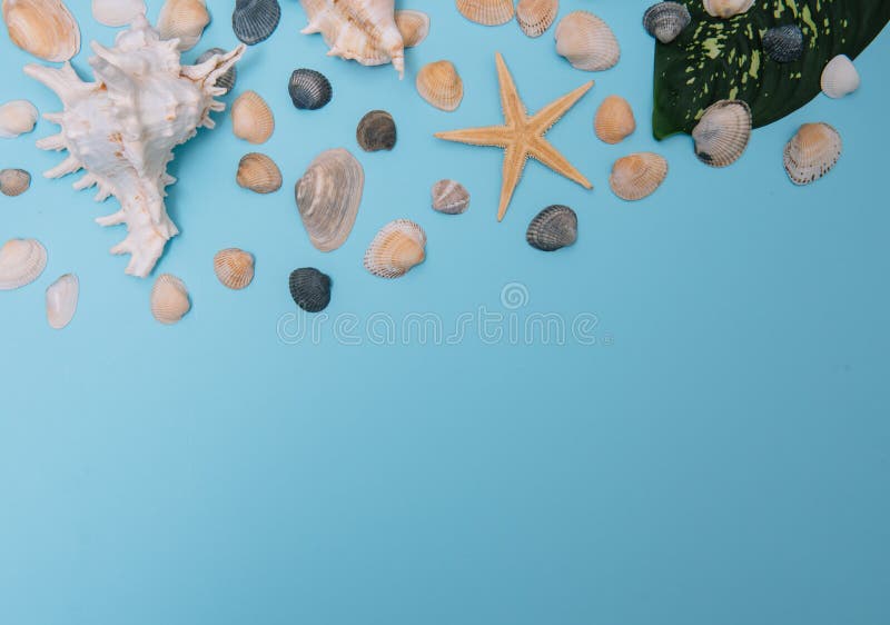 Flat Lay. Top View. Frame of Shells of Various Kinds on a Blue ...