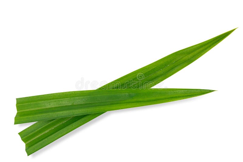 Top View of Pandan Leaves Pandanus Amaryllifolius in Garden with ...