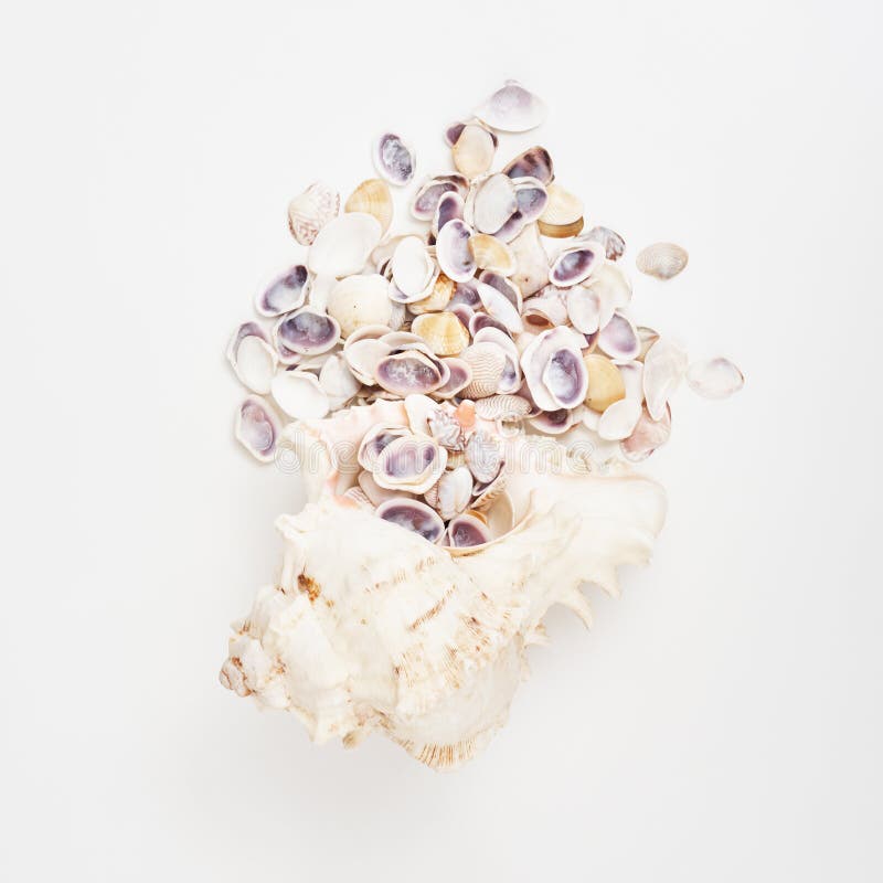 Flat Lay of Shells on a Blue Wooden Background Stock Image - Image of ...