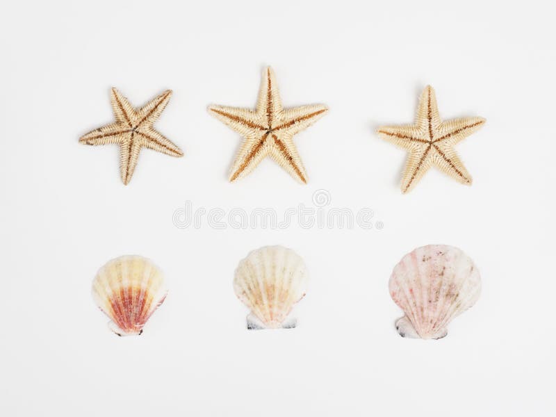 Flat Lay of Shells on a Blue Wooden Background Stock Photo - Image of ...