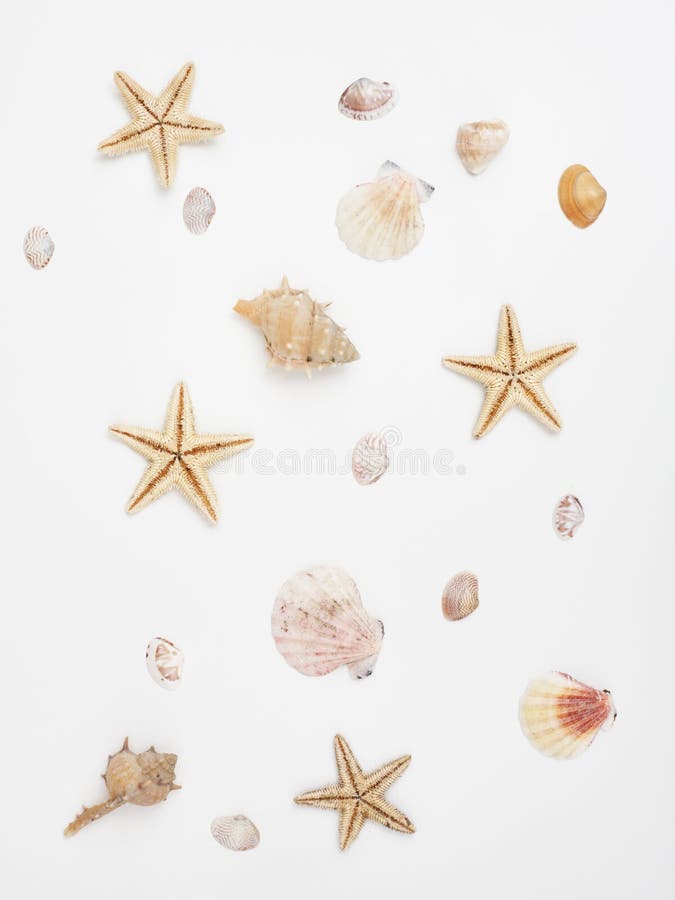Flat Lay of Shells on a Blue Wooden Background Stock Photo - Image of ...