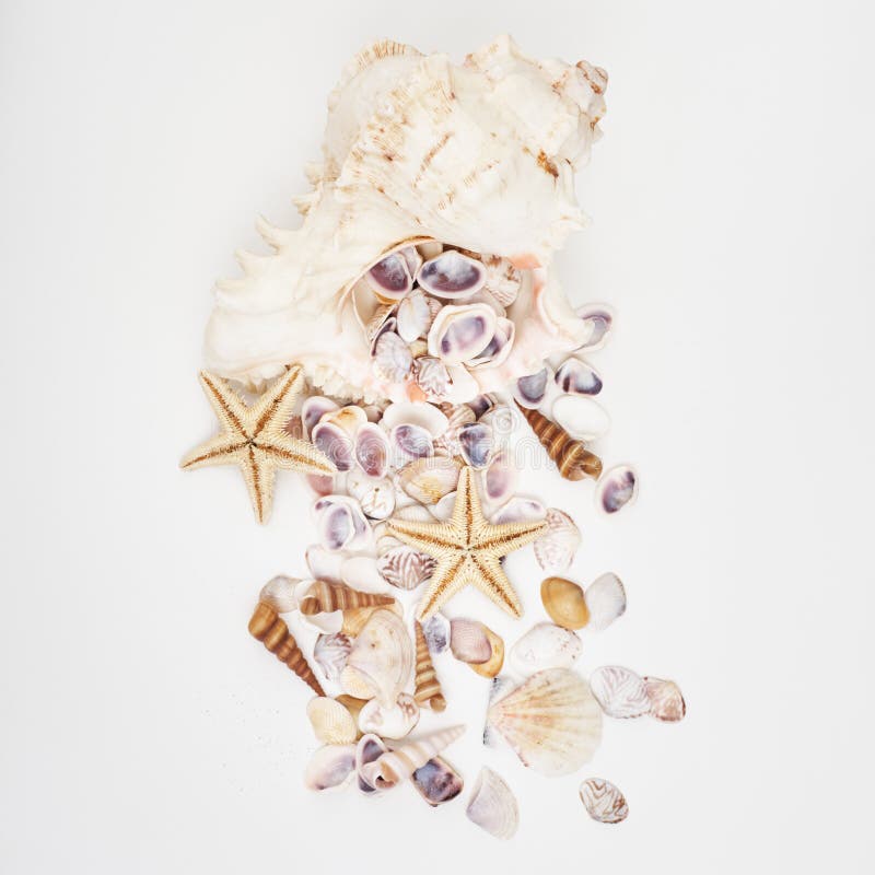 Flat Lay of Shells on a Blue Wooden Background Stock Image - Image of ...