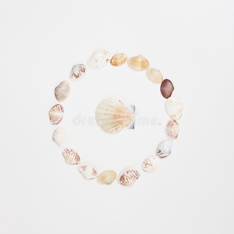 Two Flat Sea Shells on the Sand Stock Photo - Image of flat, reddish ...