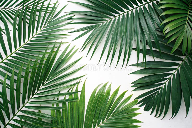 Flat Lay of Tropical Palm Leaves, Top View Stock Illustration ...