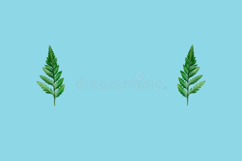 Flat Lay on Turquoise Background with Fern Leaves, Top View, Space for ...