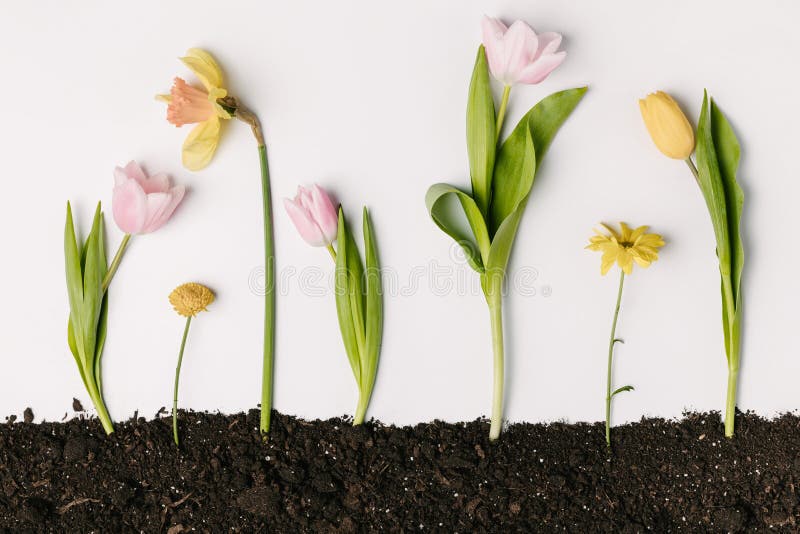Flat Lay with Various Beautiful Flowers in Ground Isolated on White ...