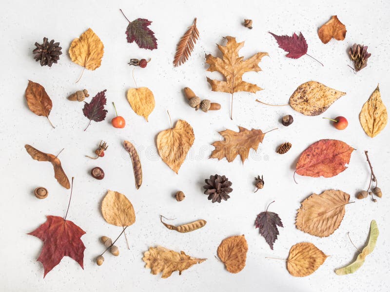 Flat Lay of Various Seeds and Leafs of Wild Trees Isolated on White ...