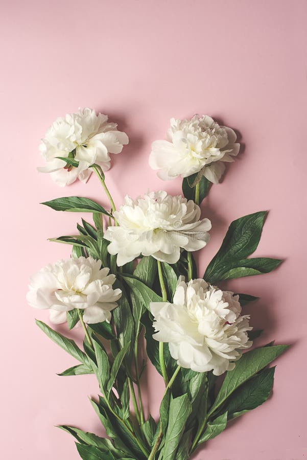 Flat Lay with White Peonies on the Pink Background Stock Image - Image ...