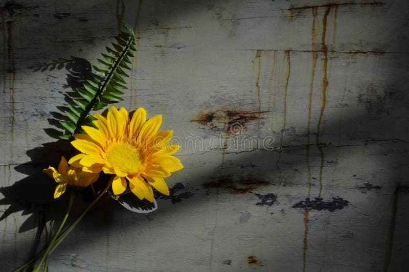 Flat Lay of Yellow Flower on Rustic Background Stock Photo - Image of ...