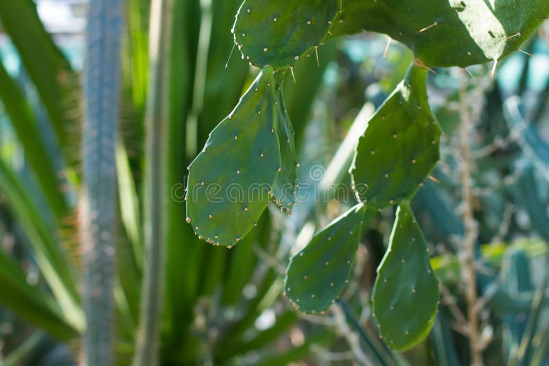 Flat leaf of cactus. stock image. Image of needle, collection - 83547171