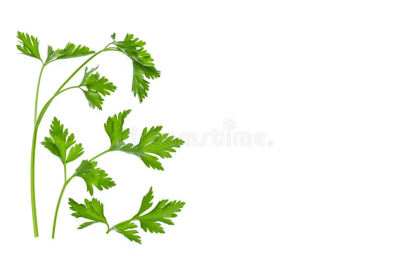 Flat Leaf Parsley Stalks and Leaves on White Background Stock Image ...