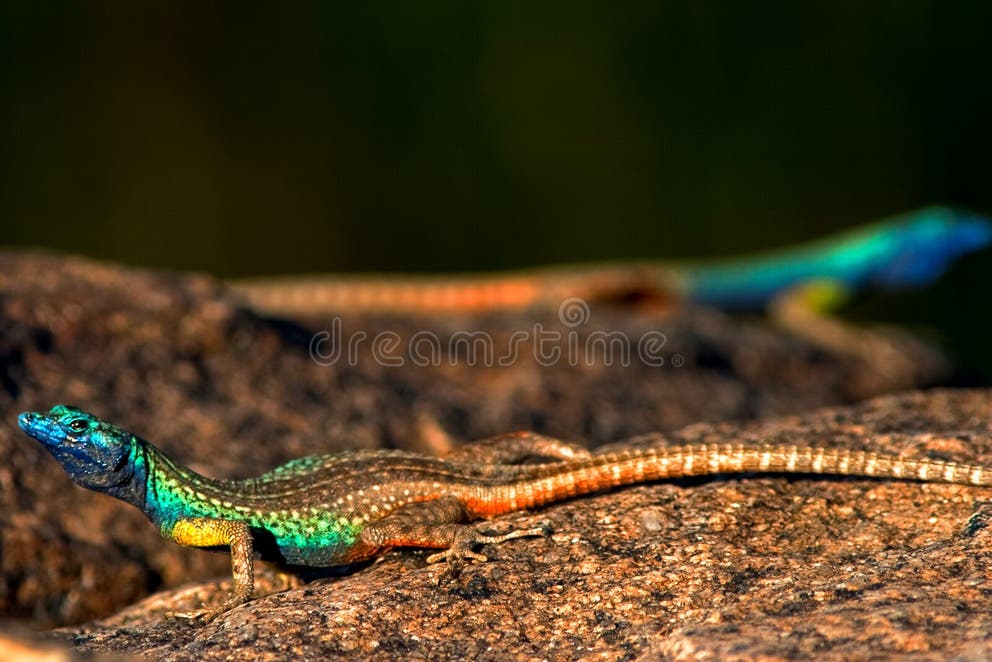 Flat Lizards stock image. Image of kalahari, stripes - 13216561